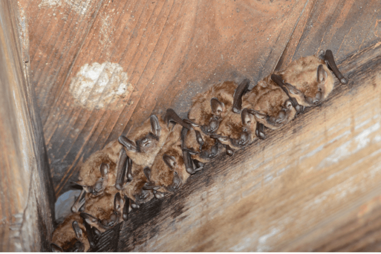 Dealing with Animals in Roof Vents and Attics - Weather Vane Roofing